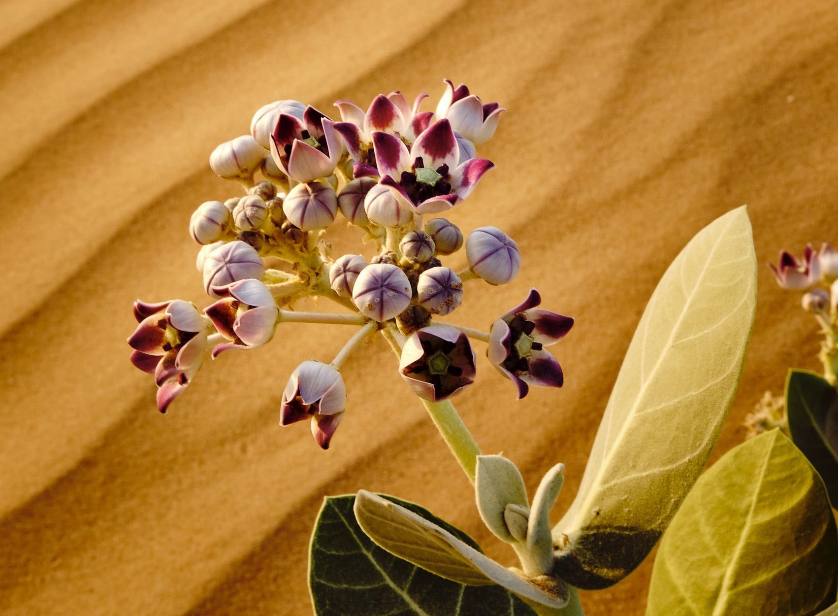 Pollination Foundation Impact and Learning Report 2024 - Pollination ...